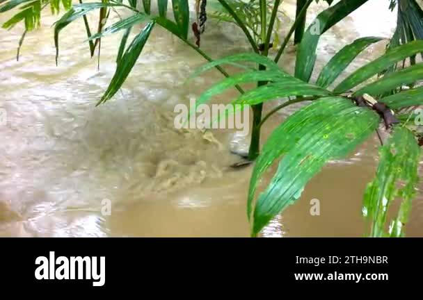 Betel nut texture Stock Videos & Footage - HD and 4K Video Clips - Alamy