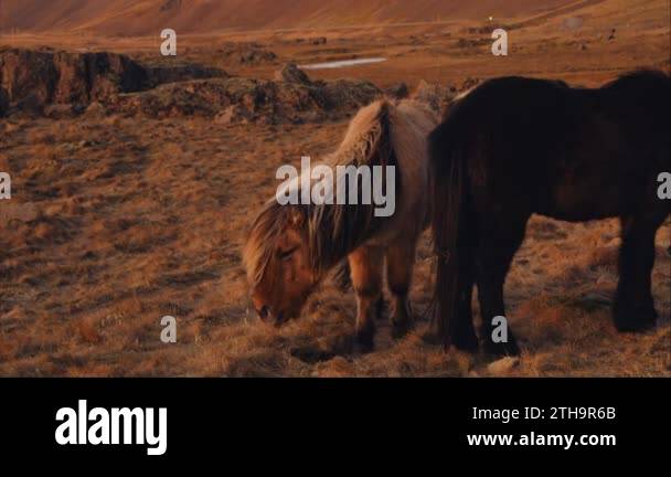 Grazing pasture on hillside Stock Videos & Footage - HD and 4K Video ...
