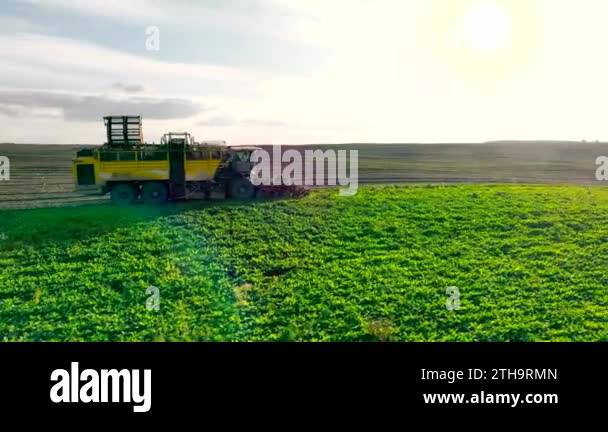 Weed plant field farmland Stock Videos & Footage - HD and 4K Video ...