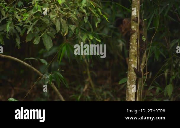 Pan of a Capuchin monkey carefully climbing down a tree in a jungle ...