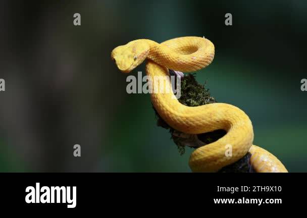 Costa rican snake Stock Videos & Footage - HD and 4K Video Clips - Alamy