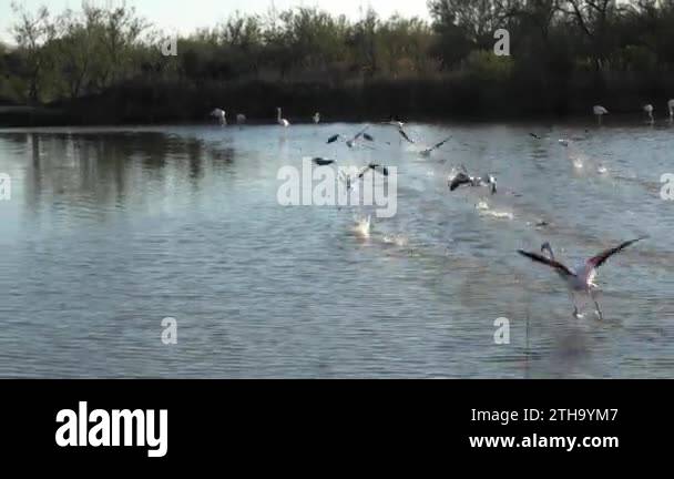 A flock of Greater flamingos taking off from a lake of France in ...