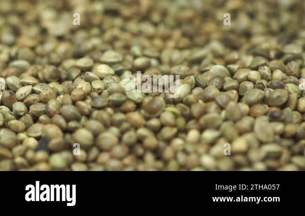 Numerous cannabis seeds were poured into heaps..Heaps of cannabis seeds ...