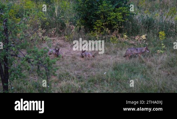 Italian wolf, Canis Lupus Italicus, unique subspecies of the indigenous ...