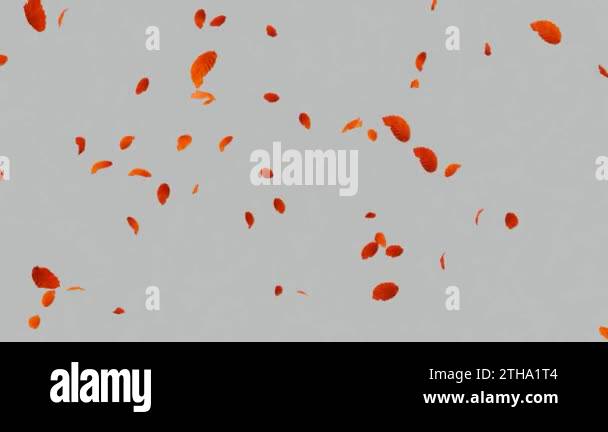 Falling leaves green screen white and black autumn from trees Falling ...