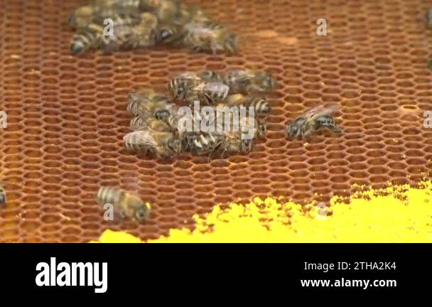 Bees for pollination Stock Videos & Footage - HD and 4K Video Clips - Alamy