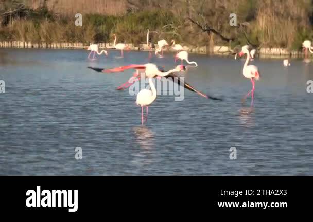 A flock of Greater flamingos taking off from a lake of France in ...