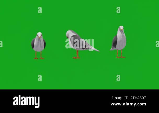Animation seagull cleaning green screen chroma key 4k 3 different views ...