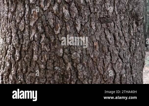 Carved in cedar wood Stock Videos & Footage - HD and 4K Video Clips - Alamy