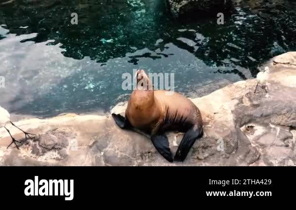 Flipper flippers animal mammal Stock Videos & Footage - HD and 4K Video ...