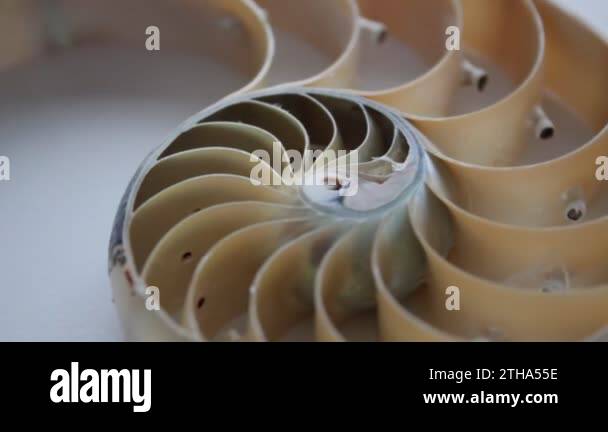 nautilus shell stock Fibonacci footage video clip turning golden ratio ...