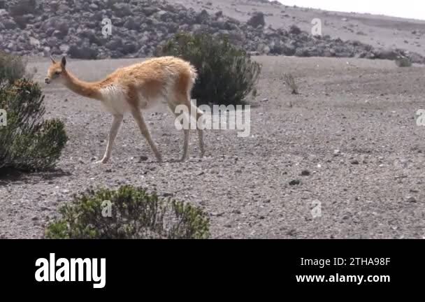 Vicuna in the andes Stock Videos & Footage - HD and 4K Video Clips - Alamy