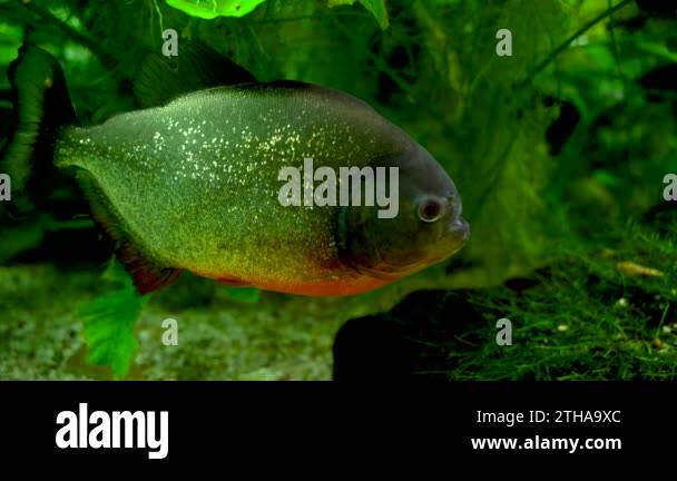 Close up of shiny Serrasalmidae aka serrasalmids , a family of ...