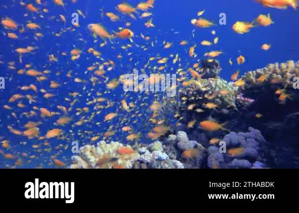 Wonderful Orange Fish Underwater. Underwater sea fish. Tropical fish ...