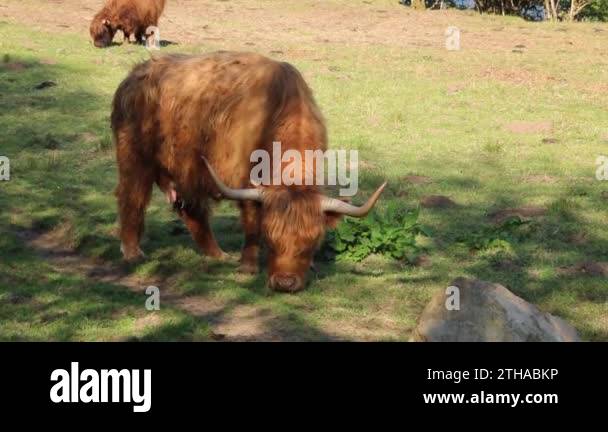 Highland Cow in field showing his long hairs. Scotland Angus Bulls and ...