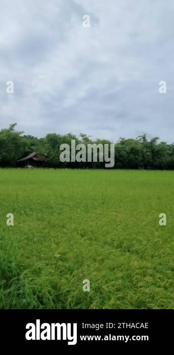 Rain at a rice field during monsoon season, Beautiful green paddy field ...