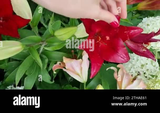 Lily like flower Stock Videos & Footage - HD and 4K Video Clips - Alamy