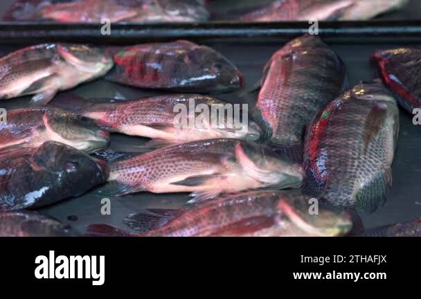 Fresh fish still alive at Khlong Toei Market, Bangkok. Fish trying to ...