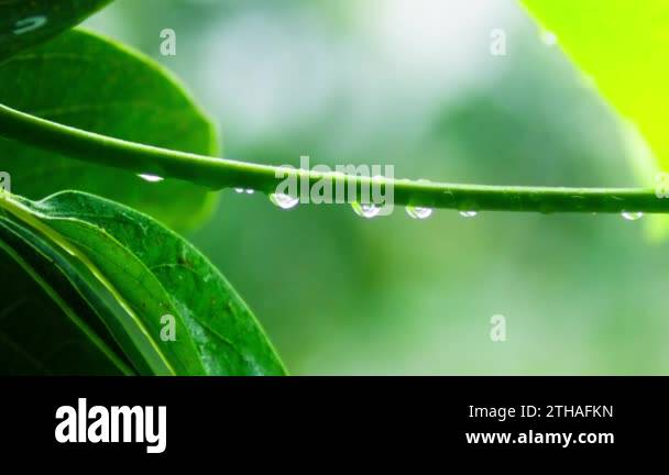 Steam leaves natural plant Stock Videos & Footage - HD and 4K Video ...