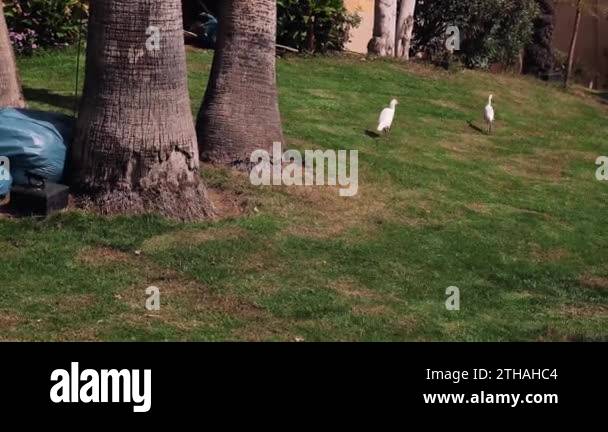 Pinch bird Stock Videos & Footage - HD and 4K Video Clips - Alamy