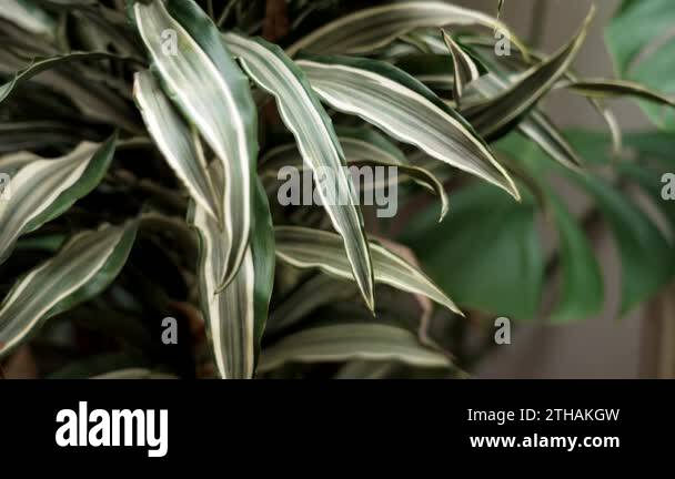 Variegated house plant Stock Videos & Footage - HD and 4K Video Clips ...