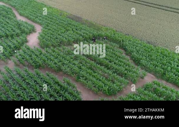 Bad weather corn field Stock Videos & Footage - HD and 4K Video Clips ...