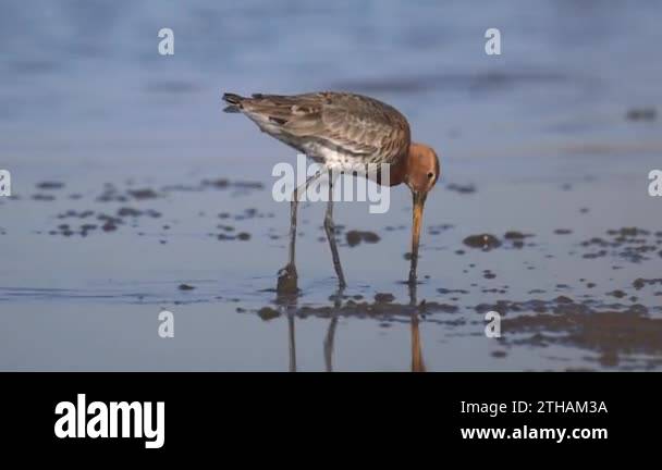 Black tailed godwit bird Stock Videos & Footage - HD and 4K Video Clips ...