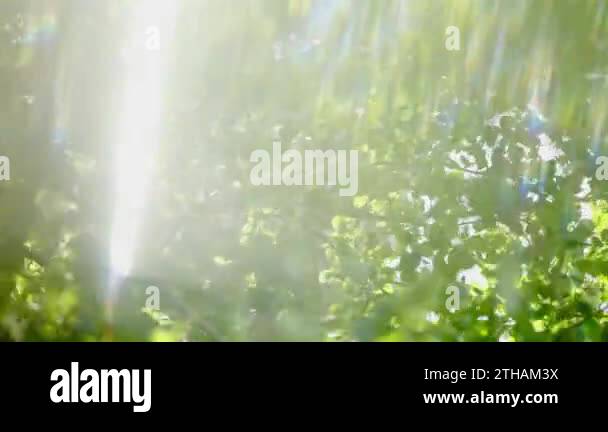 Artistic footage of aspen leaves quaking in the wind. Light leaks and ...