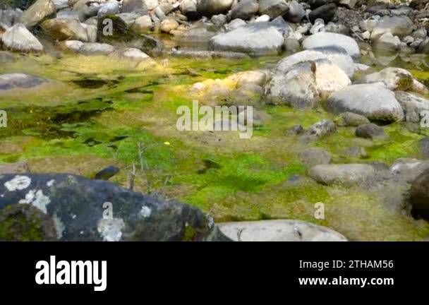 Algae india Stock Videos & Footage - HD and 4K Video Clips - Alamy
