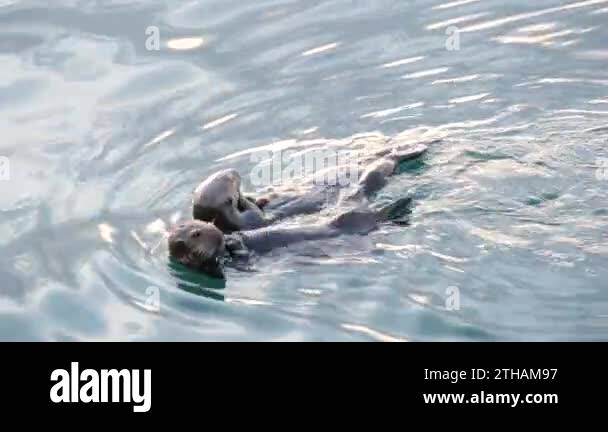 Cute furry sea otter family, two marine mammal, adorable cuddly wild ...