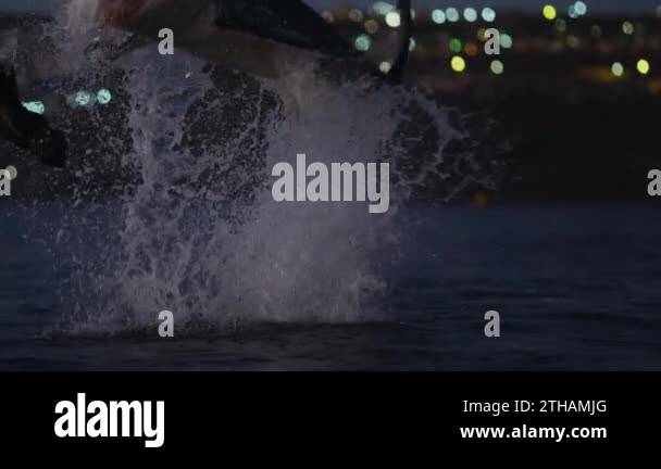 Great white shark jump Stock Videos & Footage - HD and 4K Video Clips ...