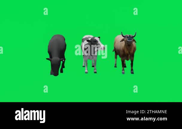 3D animation three different milking cows green screen eating and ...