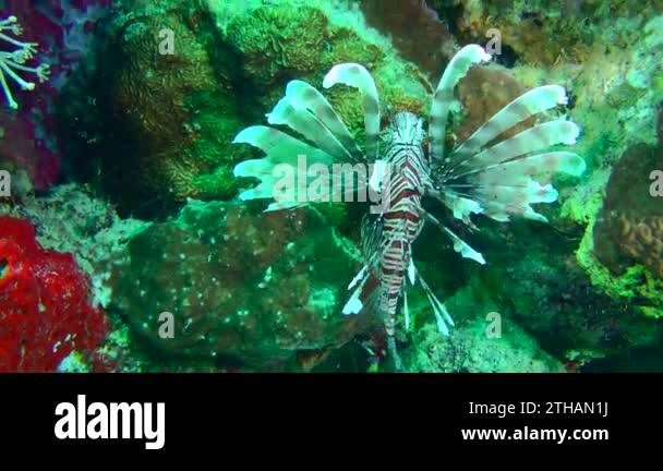 The colorful Common Lionfish (Pterois volitans) with widened fins ...