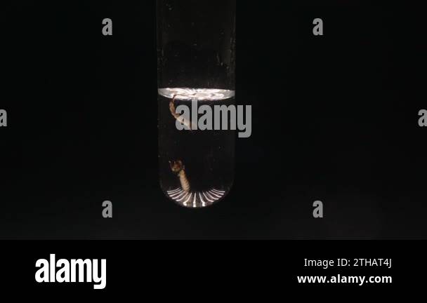 Insects life cycle Stock Videos & Footage - HD and 4K Video Clips - Alamy