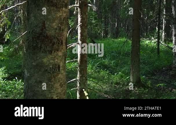 Taiga biome dominated by coniferous forests. Picea spruce, genus of ...