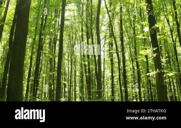 spring forest trees. nature green wood sunlight backgrounds Stock Video ...