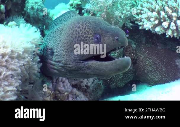 Moray portrait Stock Videos & Footage - HD and 4K Video Clips - Alamy