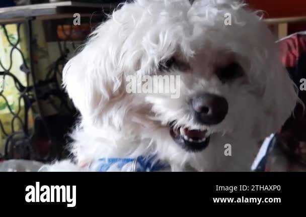 Angry dog teeth Stock Videos & Footage - HD and 4K Video Clips - Alamy