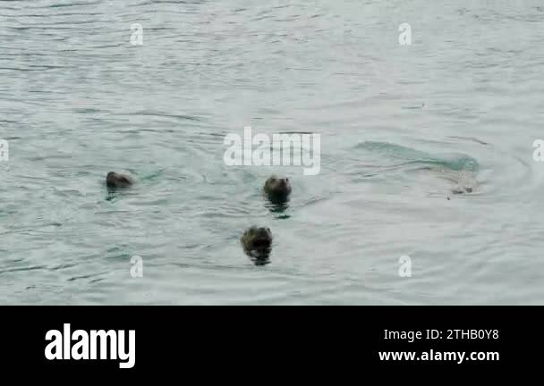 Sea lions swim around in the sea, sometimes poking their heads out of ...