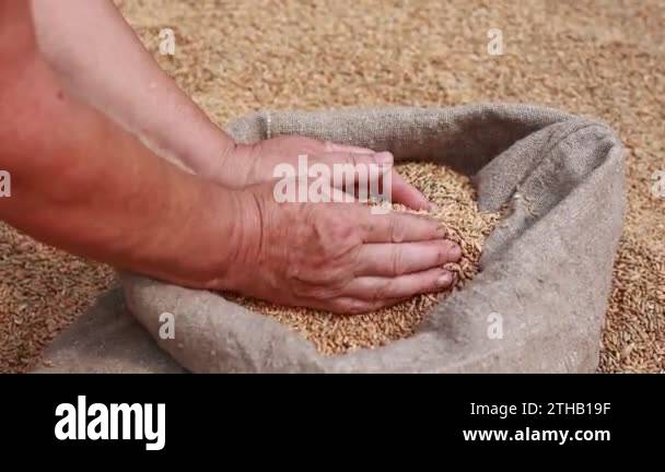 Hands of older female puring and sifting wheat grains in a jute sack ...