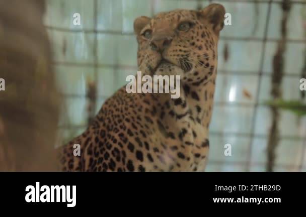 Endangered Macan Tutul Jawa Javan Leopard Panthera Carnivora in Java ...