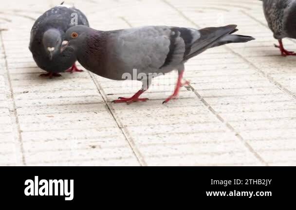 Rock pigeon in a crowd of feeding urban feral birds. Columba livia ...
