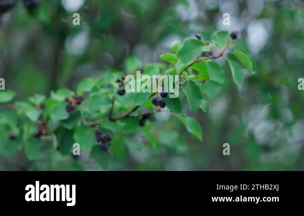 Maleae tribe Stock Videos & Footage - HD and 4K Video Clips - Alamy