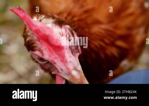 Food portrait Stock Videos & Footage - HD and 4K Video Clips - Alamy