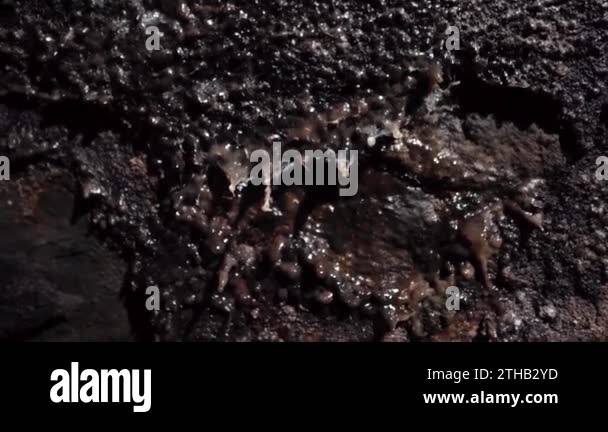 Small burulki, growths of moss in the basement. Wine fungus as a result ...