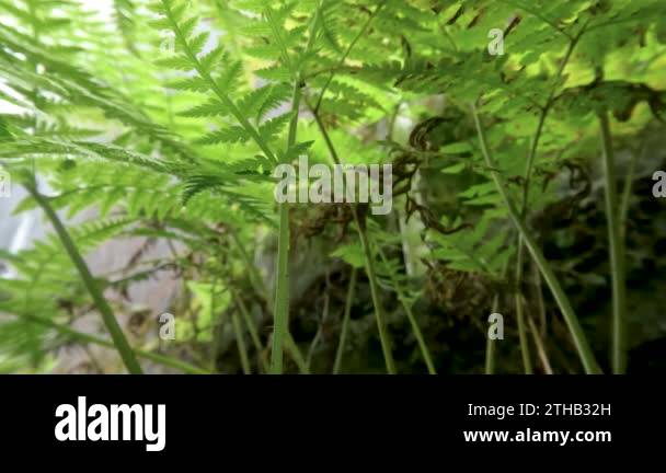 Background dry fern leaves Stock Videos & Footage - HD and 4K Video ...