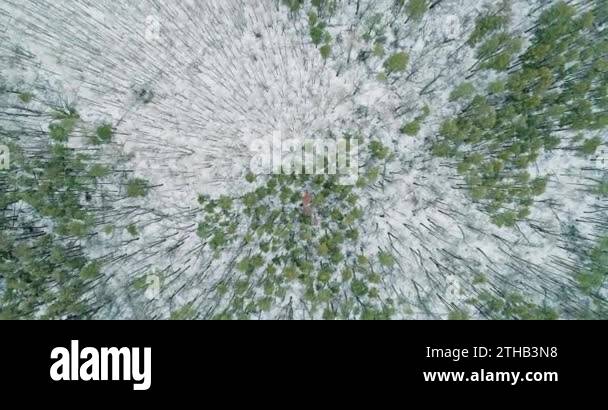 Pine tree ground texture Stock Videos & Footage - HD and 4K Video Clips ...