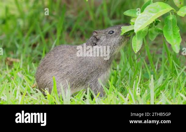 Fresh guinea pig Stock Videos & Footage - HD and 4K Video Clips - Alamy