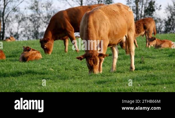 Limousin Domestic Cattle, Cows and Calves, Loire Countryside in France ...