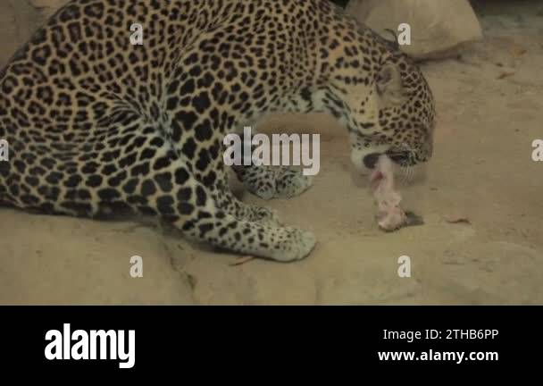 Endangered Macan Tutul Jawa Javan Leopard Panthera Carnivora in Java ...